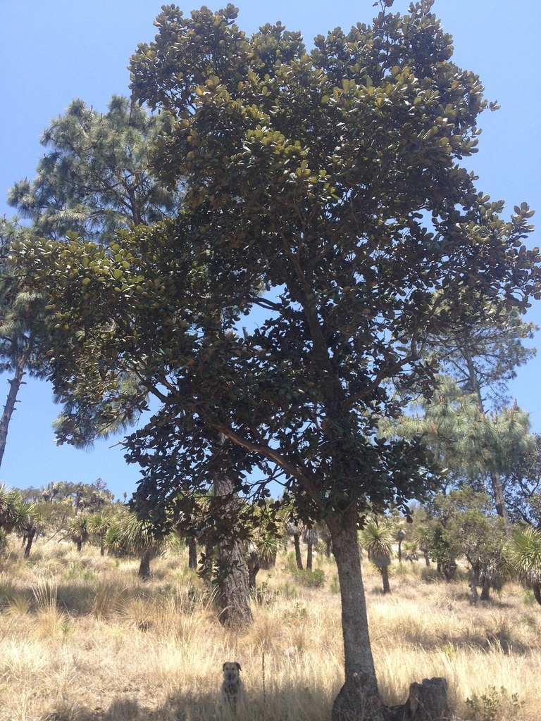 netleaf oak from Nopalucan, Puebla, Mexico on April 13, 2017 at 12:20 ...