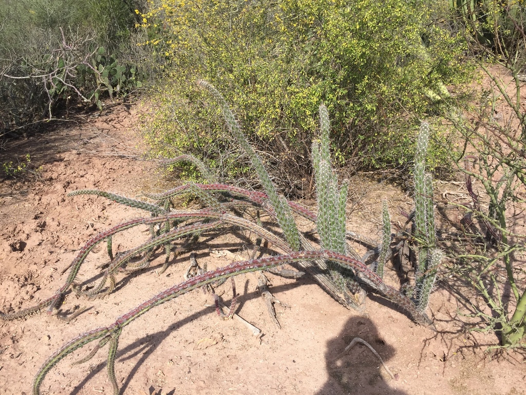 Octopus Cactus in April 2020 by Jose Romero · iNaturalist