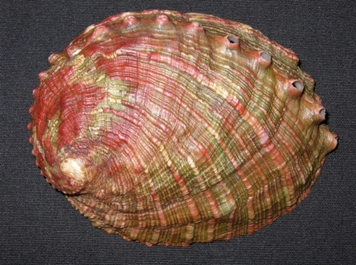 Threaded Abalone (Haliotis assimilis) · iNaturalist