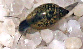 Physa heterostropha · iNaturalist Mexico