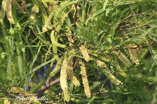 Algarrobo Blanco (Prosopis alba) · Naturalista Costa Rica