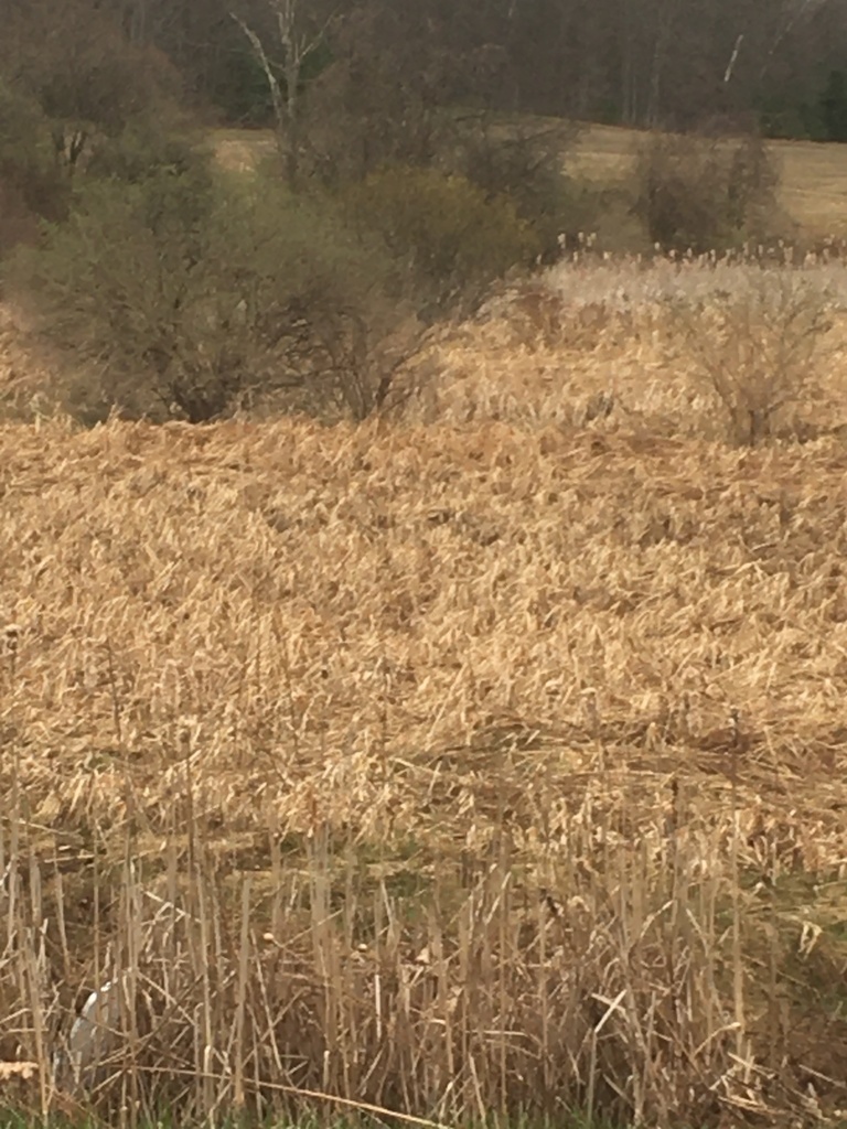 true sedges from Quarry Rd, Middlebury, VT, US on April 30, 2020 at 11: ...