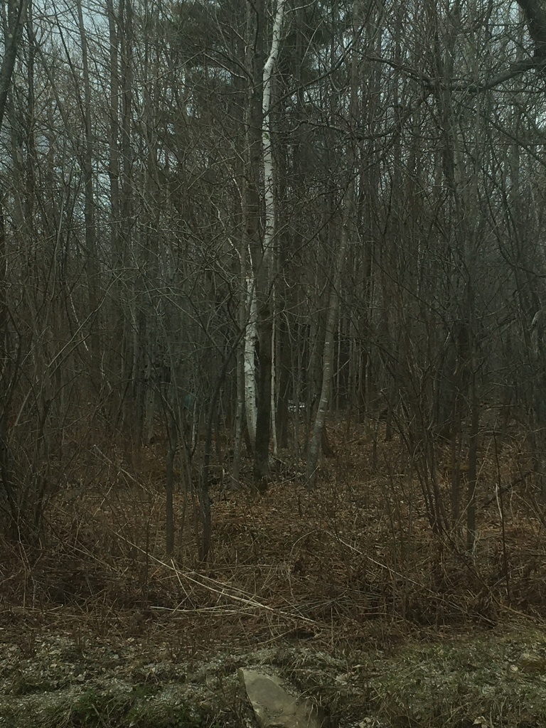 paper birch from Addison County, US-VT, US on April 30, 2020 at 01:46 ...