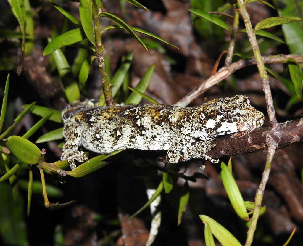Forest Gecko (Lizards of Aotearoa ) · iNaturalist