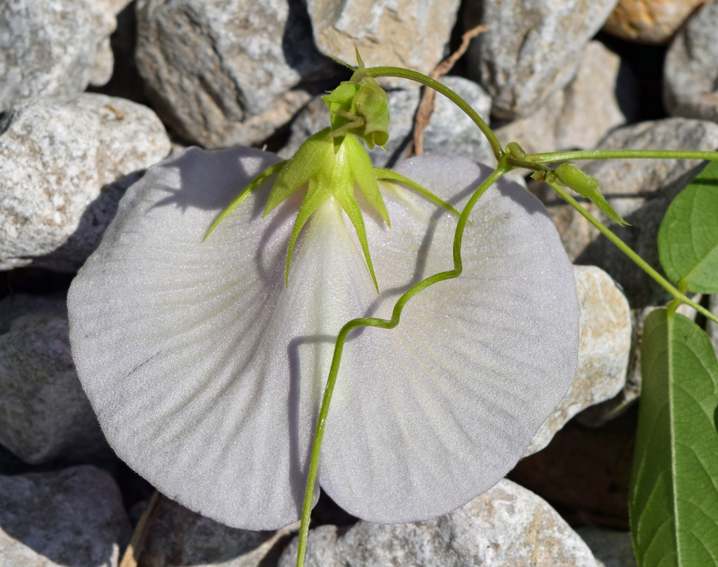 butterfly pea (Native plants of Montserrat) · iNaturalist