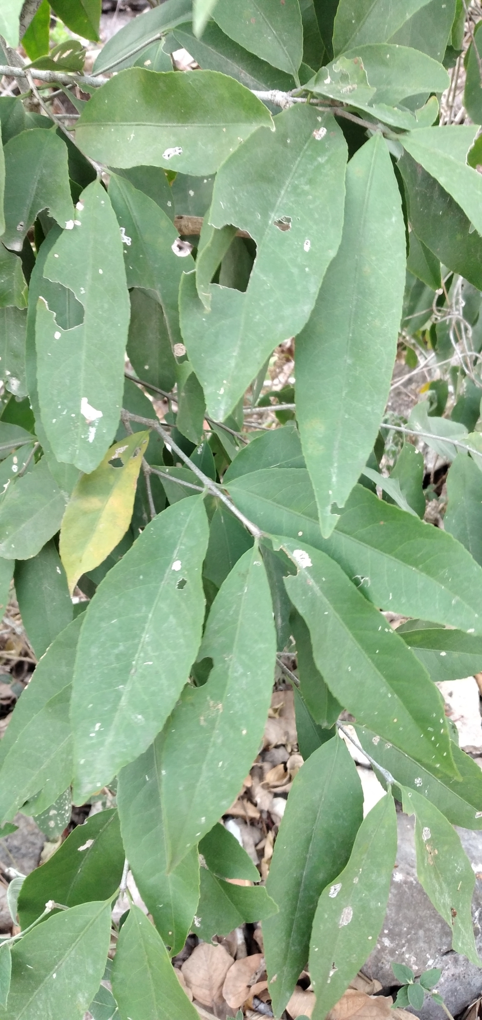 Hyperbaena mexicana Miers