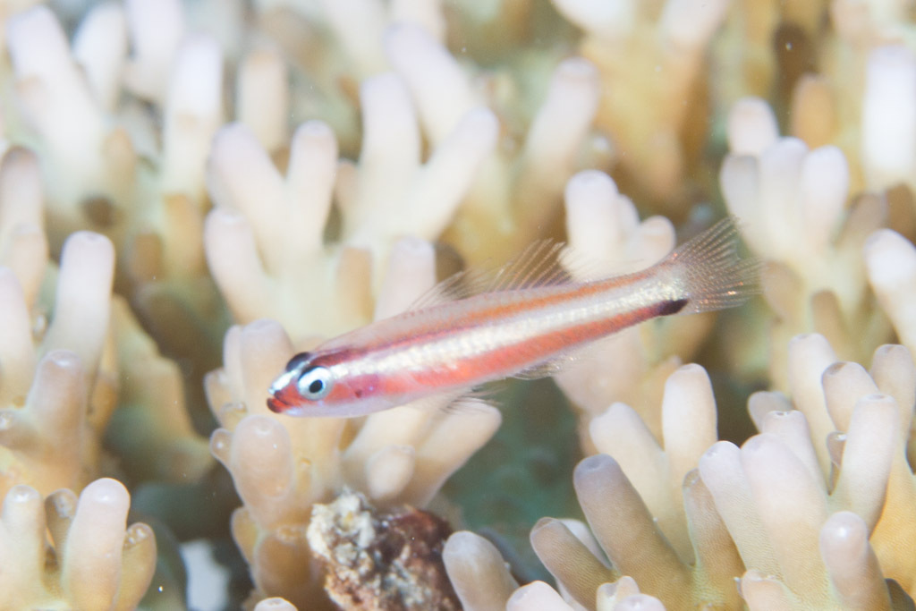 Twostripe Eviota (Eviota bifasciata) - Marine Life Identification