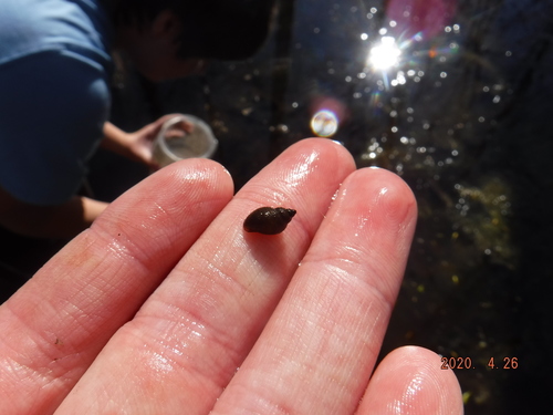 Stagnicola caperata · iNaturalist Mexico