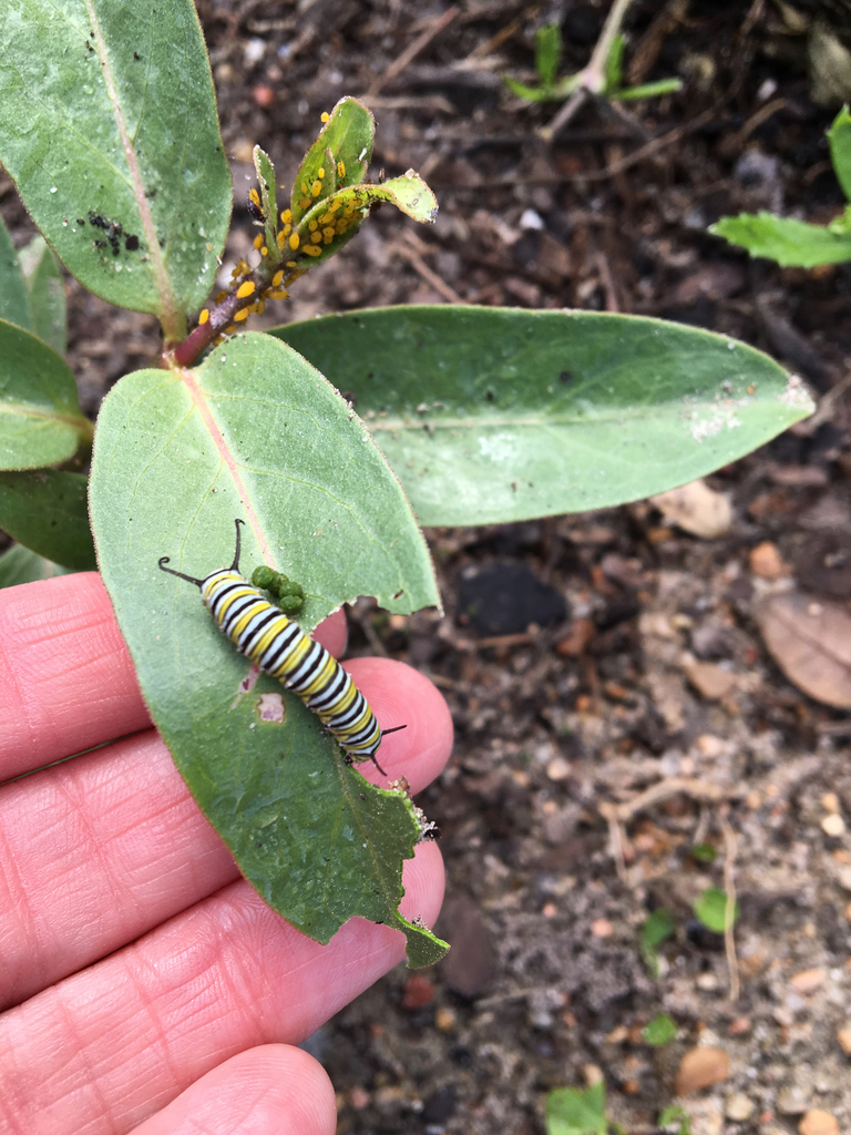 Monarch in April 2017 by laurenjansensimpson. Single larva ...