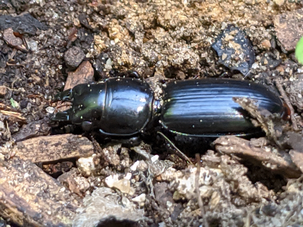 Big-headed Ground Beetle from Chestnut, Austin, TX, USA on April 30 ...