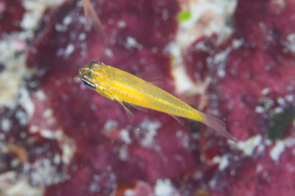 Yellow Cardinalfish (Ostorhinchus luteus) - Marine Life Identification