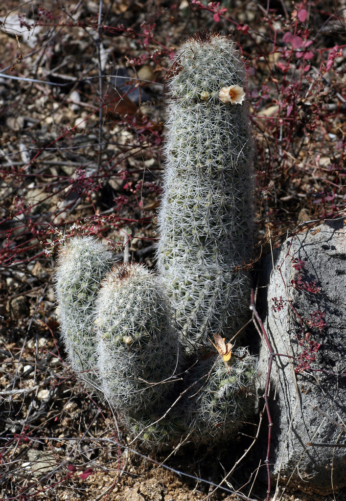 Pitayita (Cactáceas de Baja California Sur) · iNaturalist