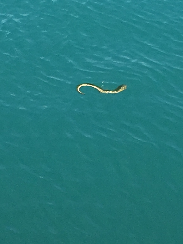 Yellow-bellied Sea Snake from Teima, Nago, Okinawa, Japan on May 4 ...