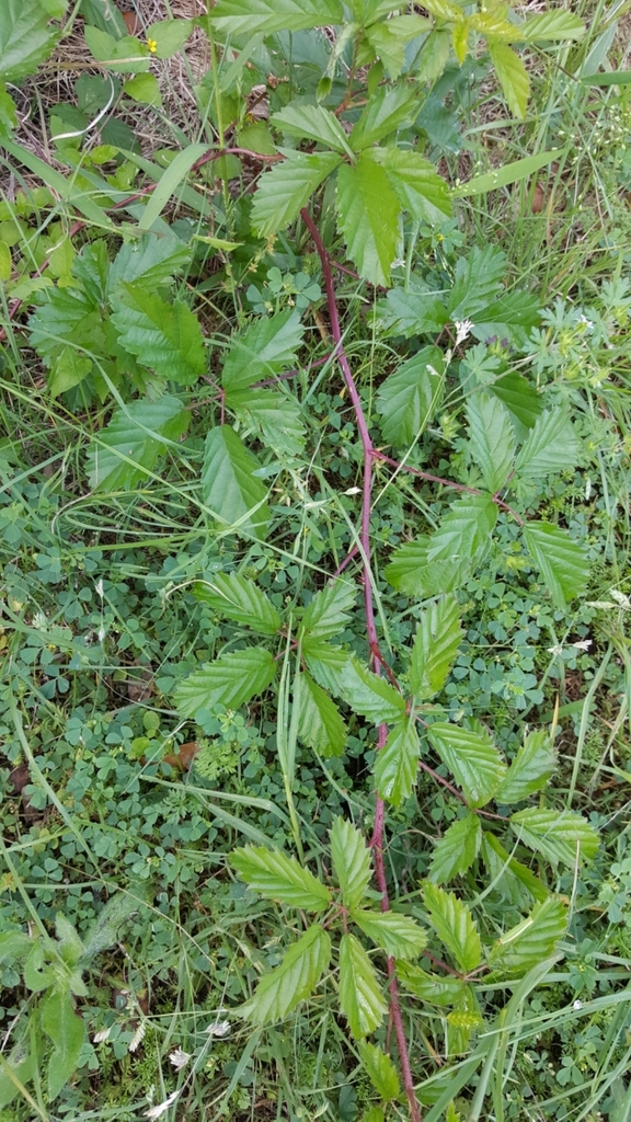 southern dewberry from 4303-4401 Knob Oak Lane Austin, TX 78735 on ...