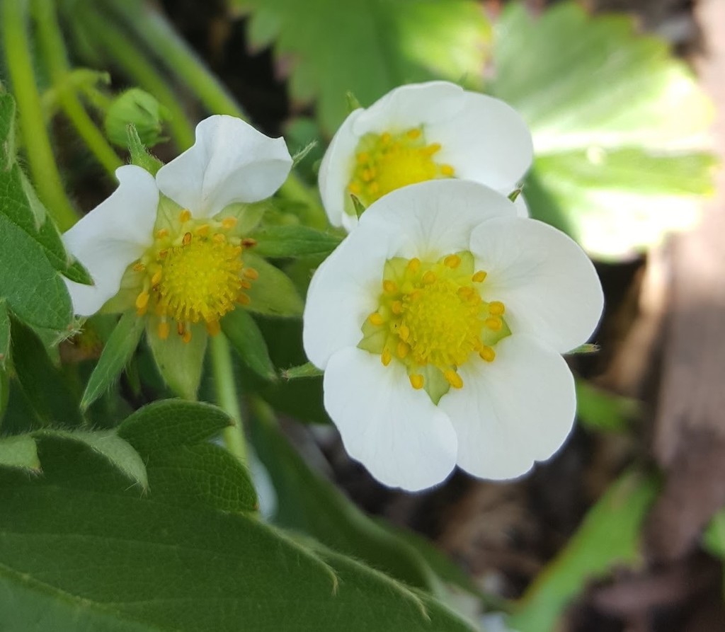 garden strawberry from Weldon Spring, MO, USA on April 26, 2020 at 10: ...
