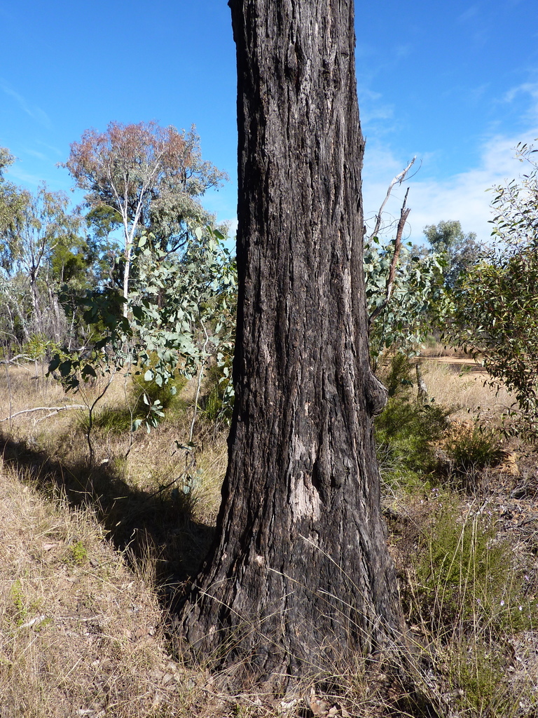 (Eucalyptus nubilis) - Botanical Realm