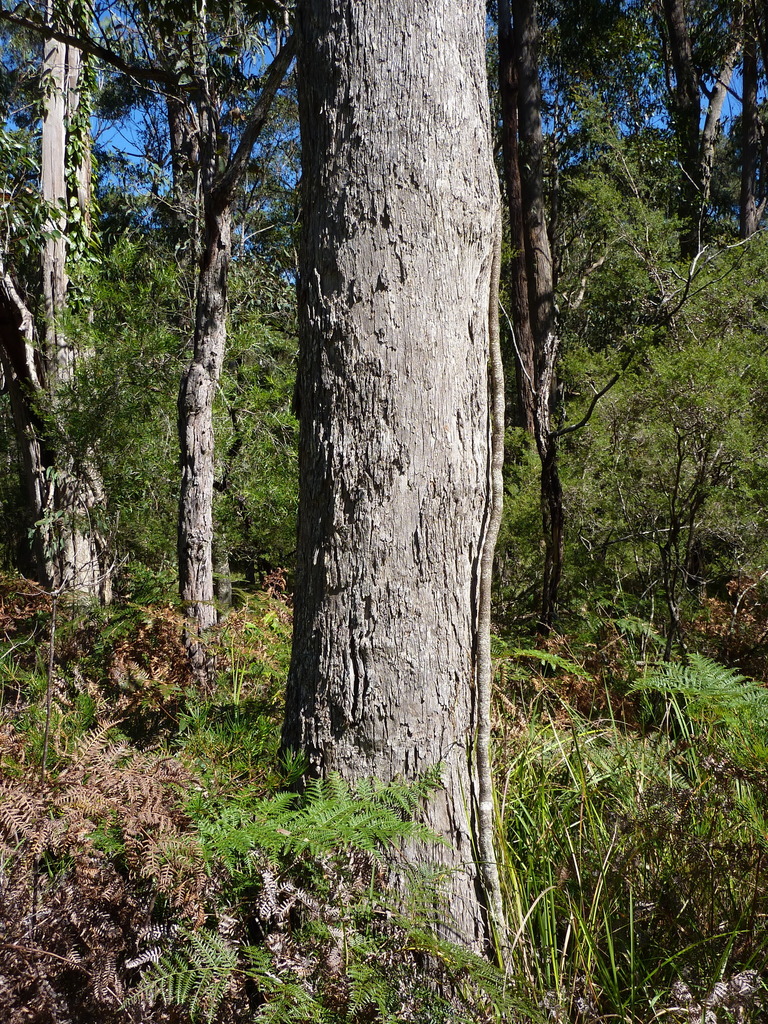 woollybutt (Eucalyptus longifolia) - Botanical Realm
