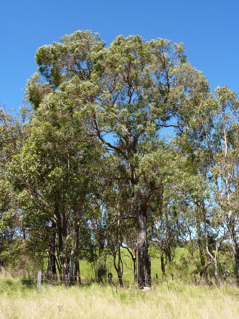 narrow-leaved black peppermint (Eucalyptus nicholii) - Botanical Realm
