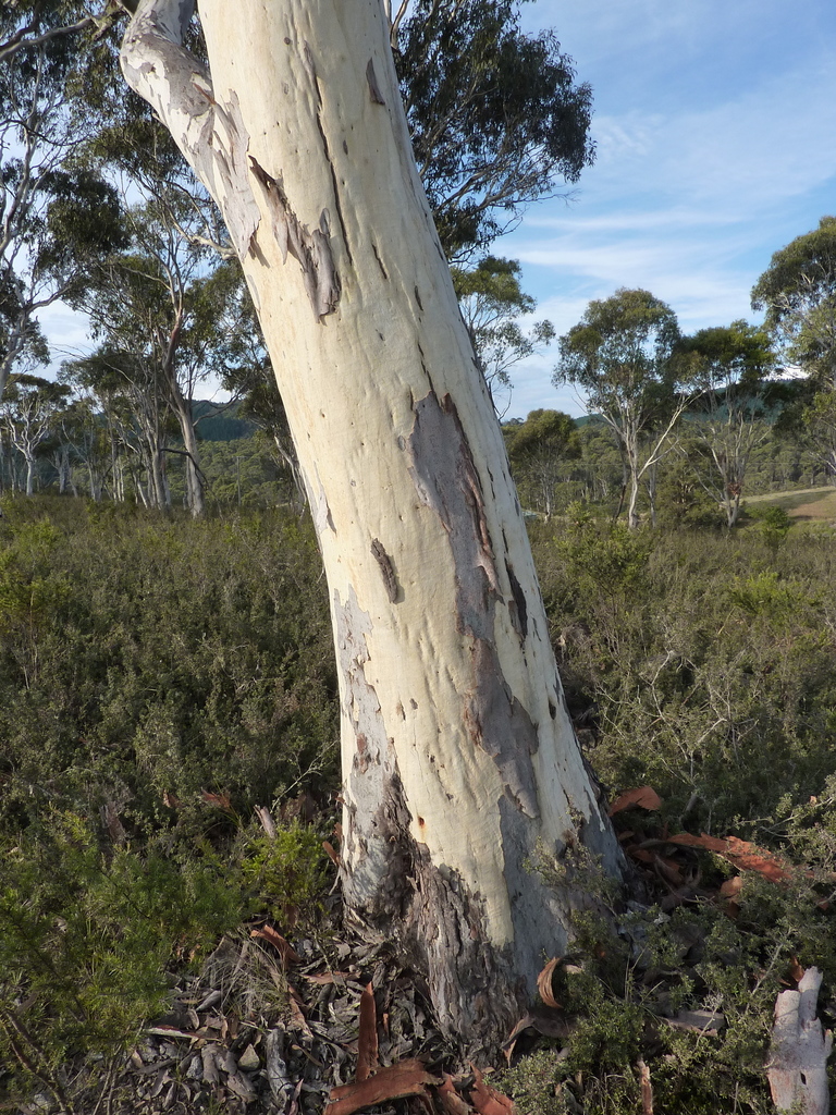 (Eucalyptus elliptica) - Botanical Realm