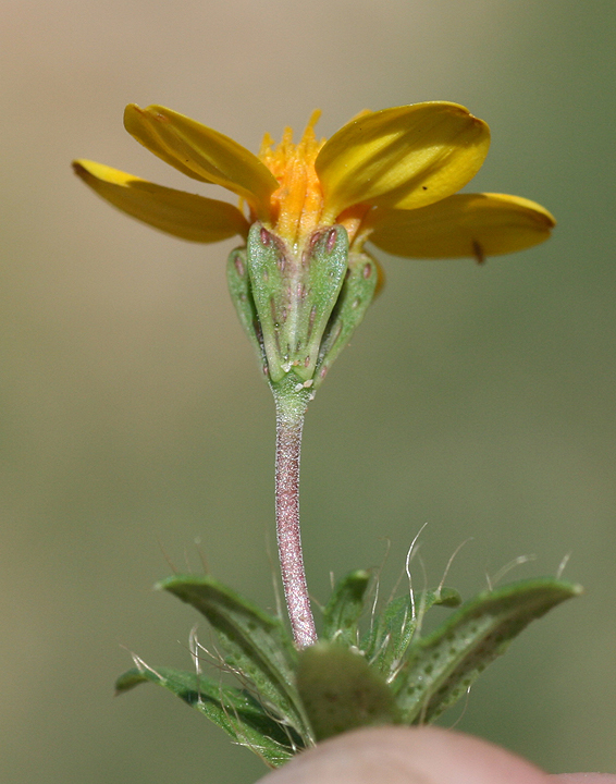 Pectis multiseta multiseta desde Cabo San Lucas, Baja California Sur ...