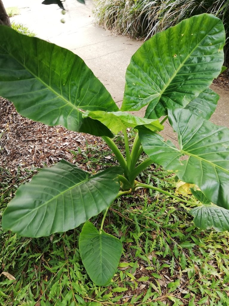 Asian Taro from Elderslie NSW 2570, Australia on May 1, 2020 at 02:01 ...