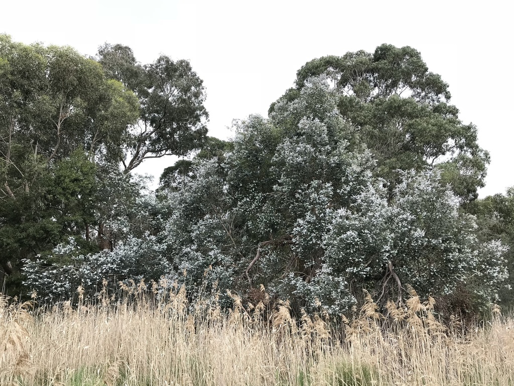 Buxton silver gum (Eucalyptus crenulata) - Botanical Realm