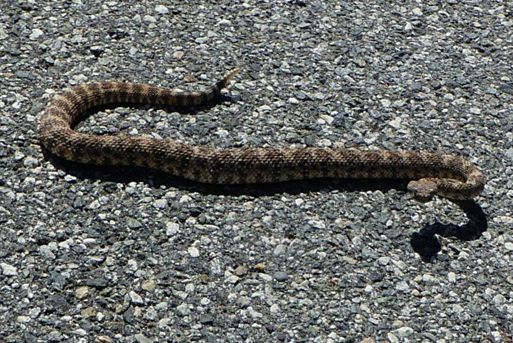 Southwestern Speckled Rattlesnake in May 2018 by Jonathan Hakim. More ...