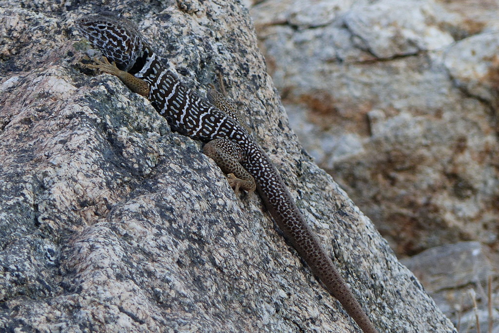 Baja California Collared Lizard in May 2018 by Jonathan Hakim. More ...