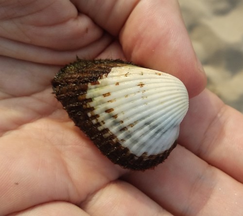 Corneous Ark (Anadara cornea) · iNaturalist