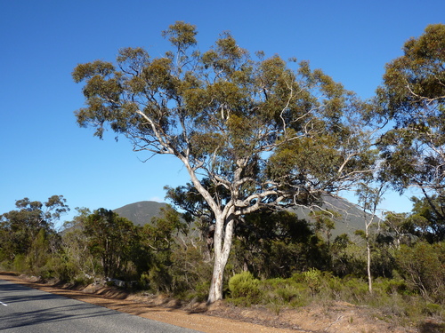 Subspecies Eucalyptus wandoo wandoo · iNaturalist