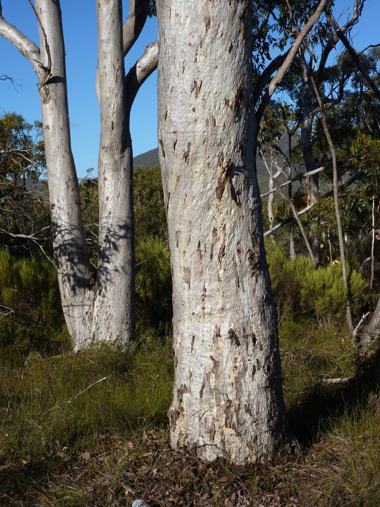 wandoo (Eucalyptus wandoo) - Botanical Realm