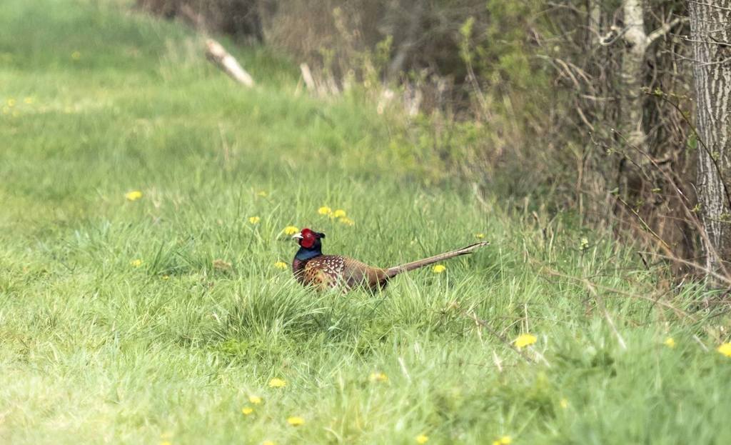 Caucasian Pheasant (Phasianus colchicus colchicus) - Avian Discovery