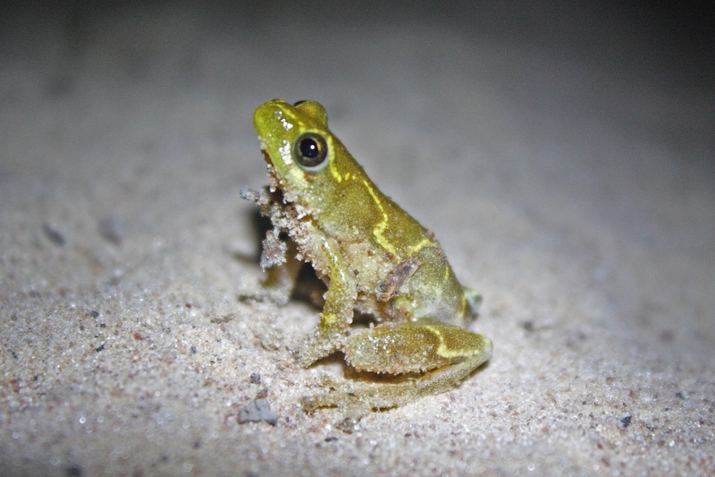Spatz's Reed Frog (HX - Fauna of the Bissagos) · iNaturalist