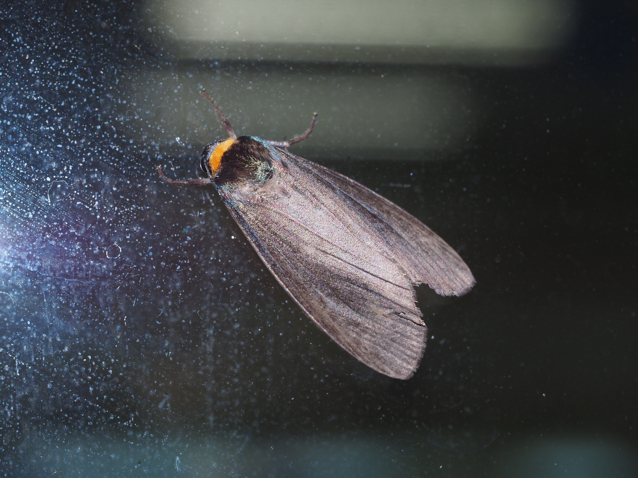 Paraona staudingeri formosana Okano, 1960