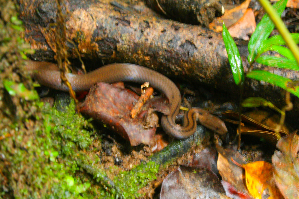 New Guinea Crown Snakes (Aspidomorphus) - Snakes and Lizards