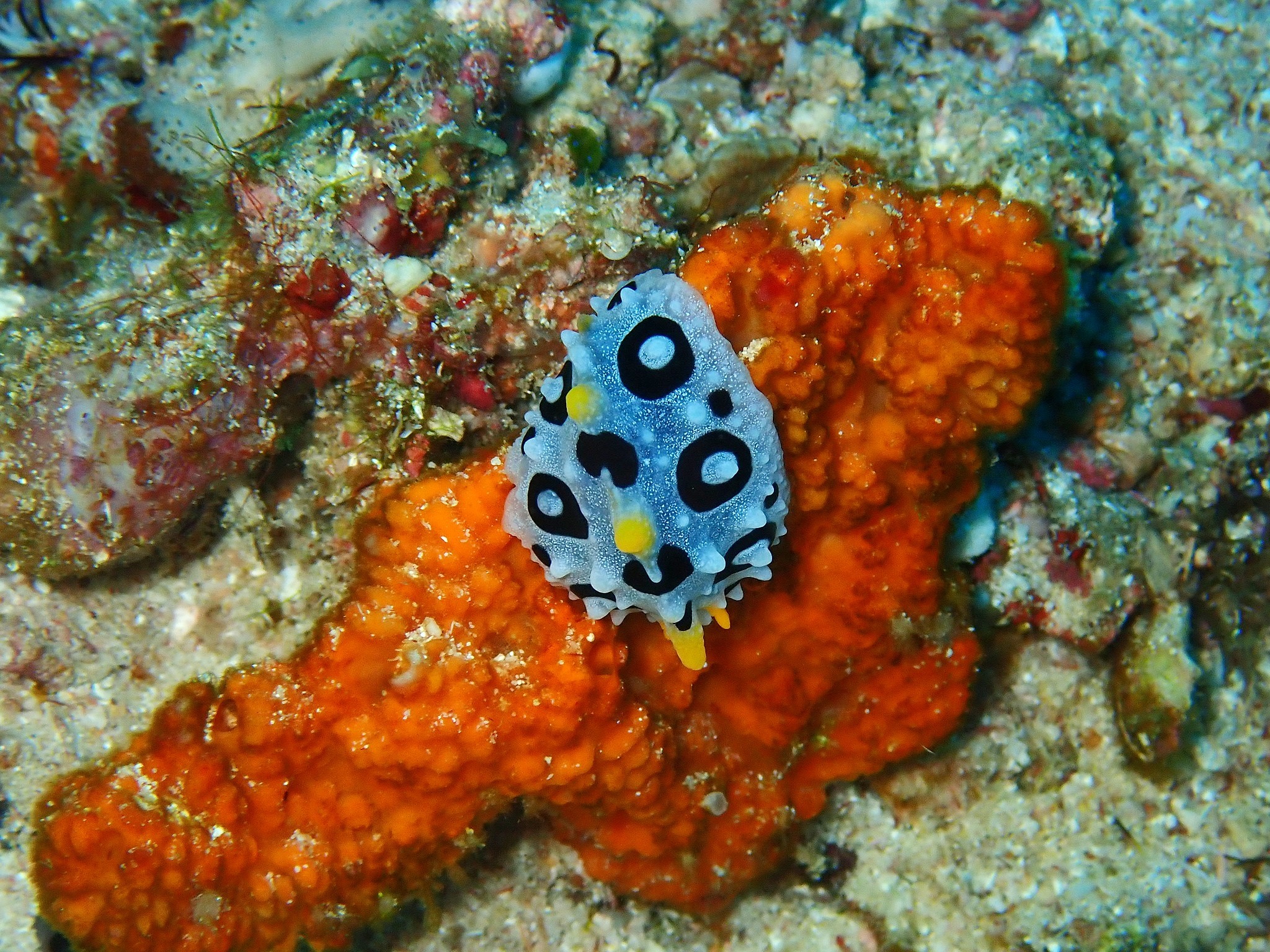 Phyllidia babai Brunckhorst, 1993