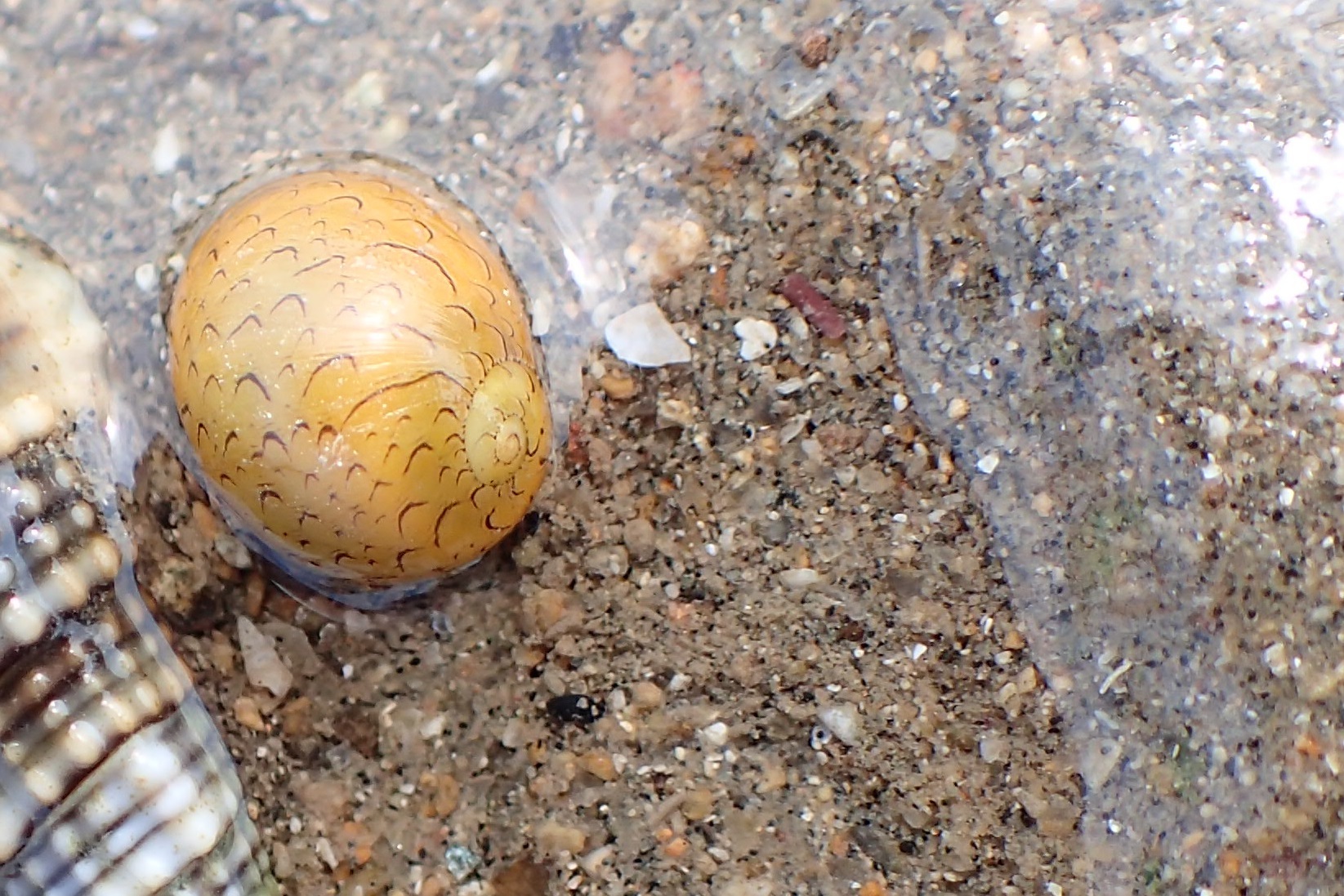 Clithon oualaniense (Lesson, 1831)