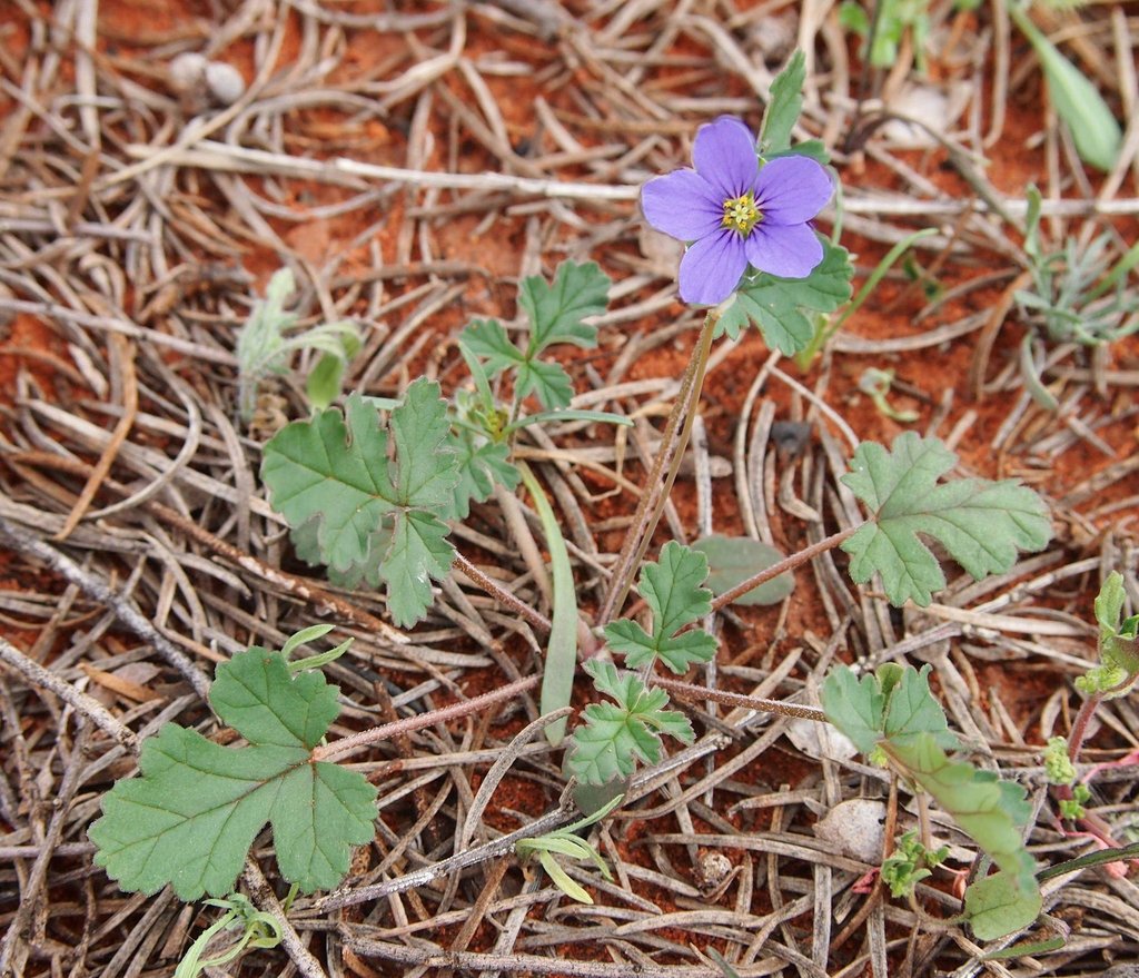 Western Stork's-bill (UK Geraniaceae) · BioDiversity4All