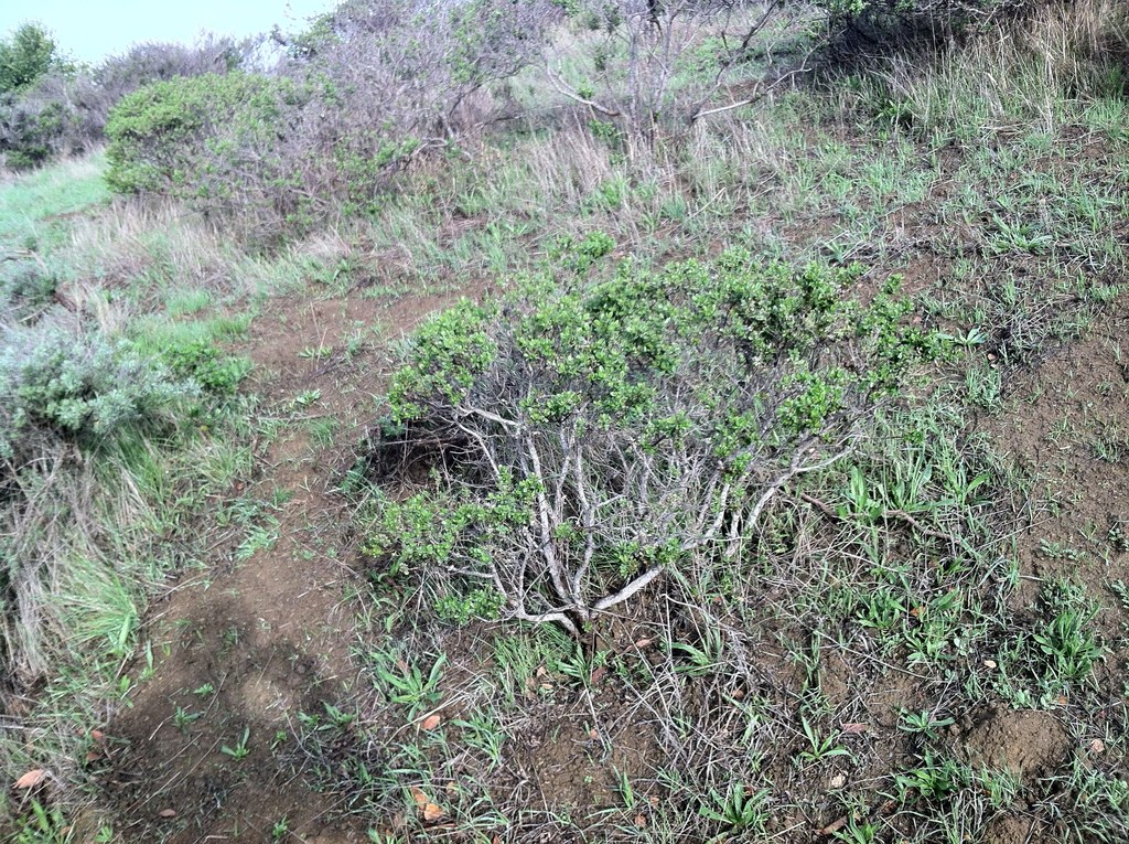 coyote brush from Claremont Canyon Regional Preserve on March 04, 2014 ...