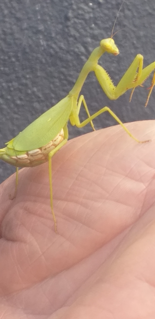 South African Mantis from Radloff Park, Cape Town, 7130, South Africa ...