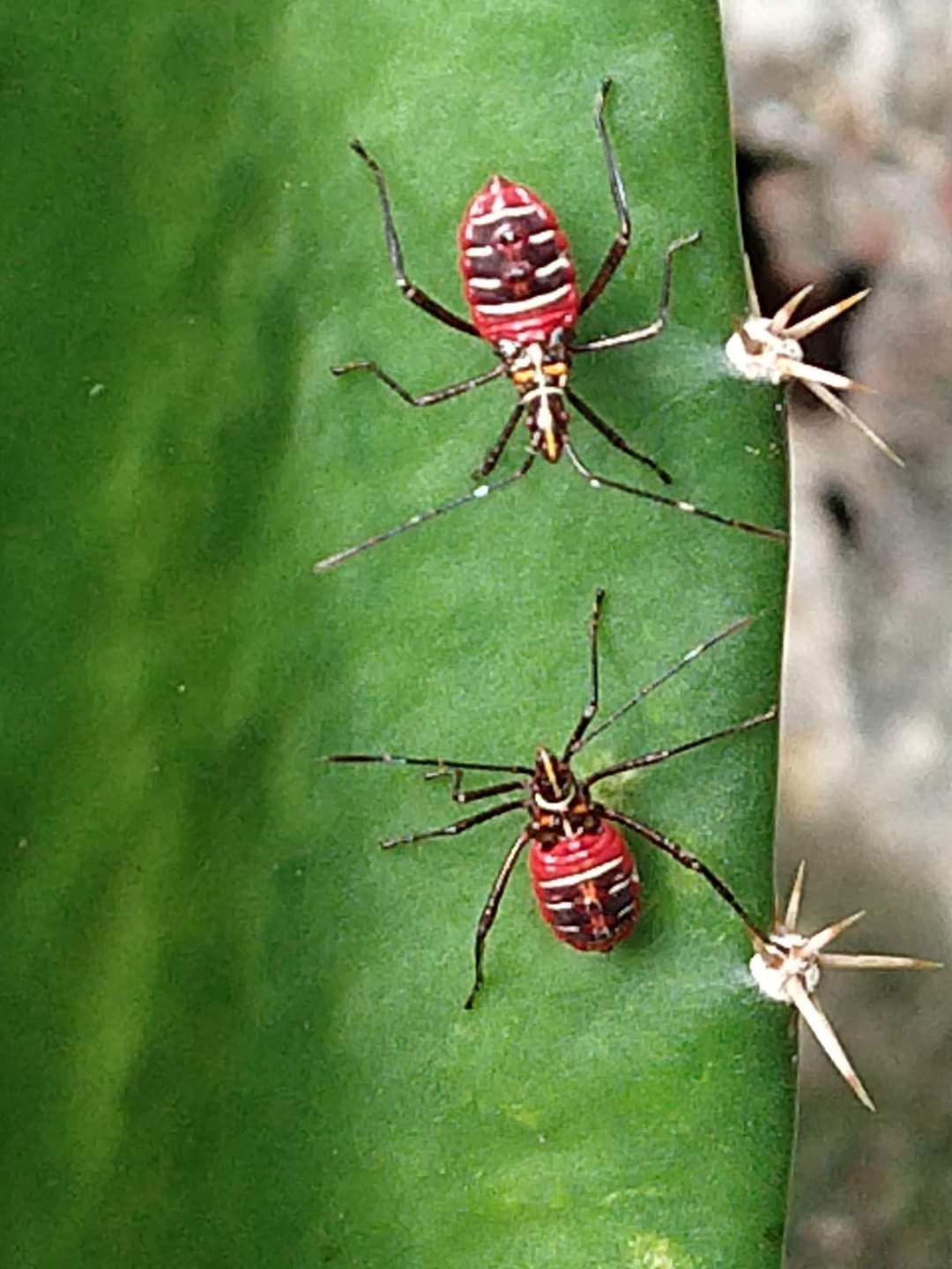 Leptoglossus subauratus Distant, 1881