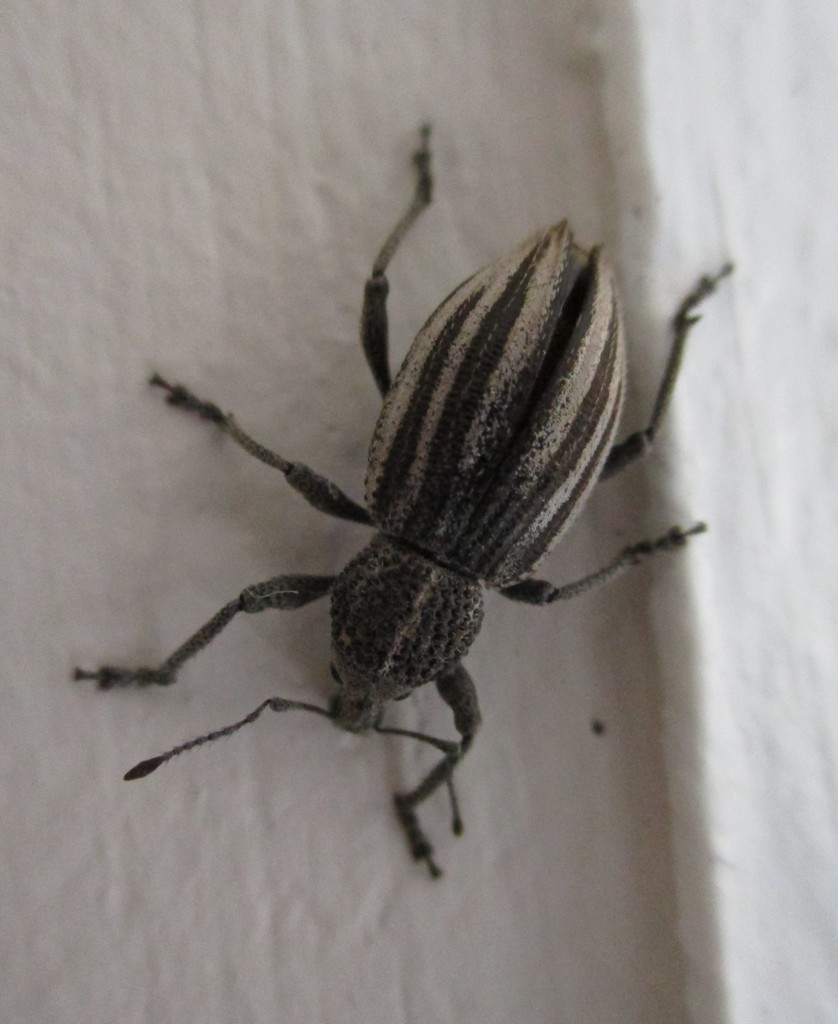 Bronchus subvittatus (Curculionidae (True Weevils) of Southern Africa ...