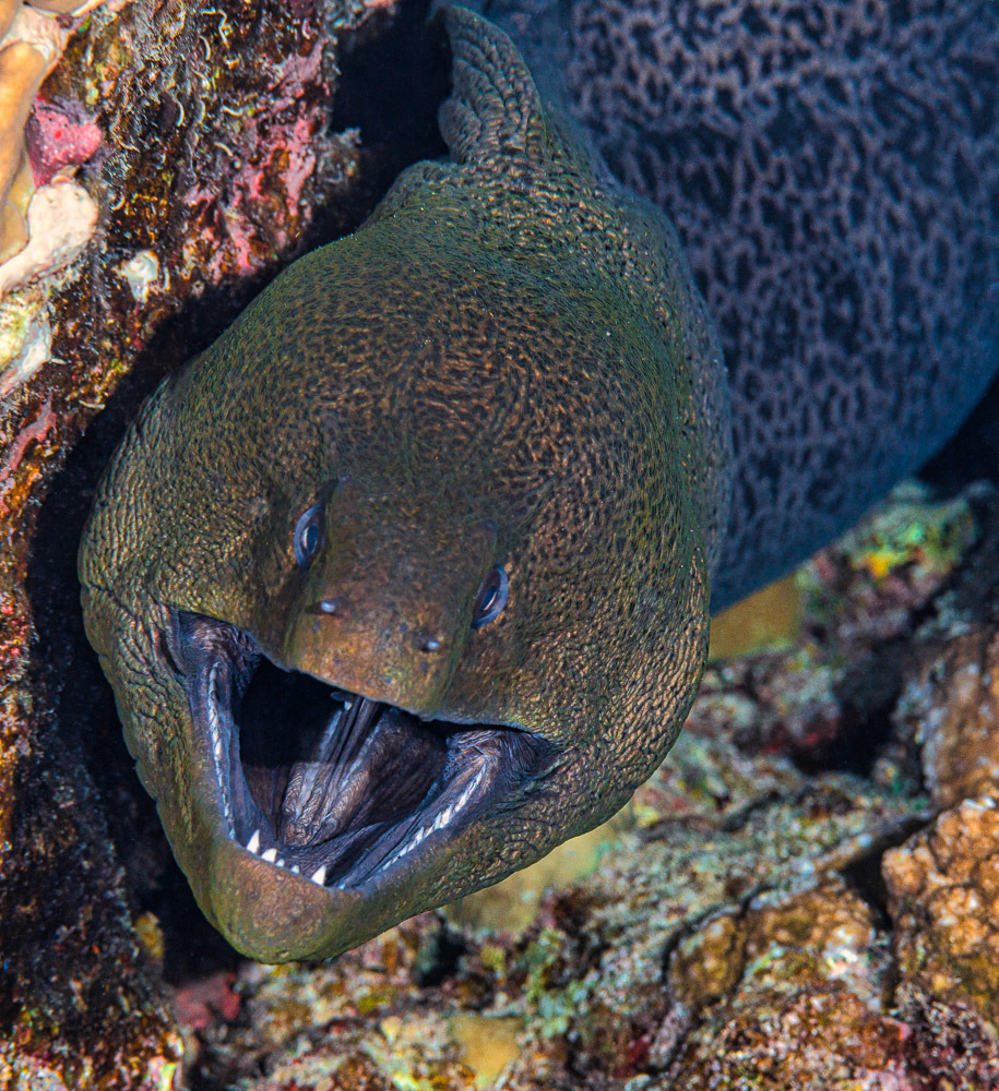 Giant Moray (Gymnothorax javanicus) - Marine Life Identification