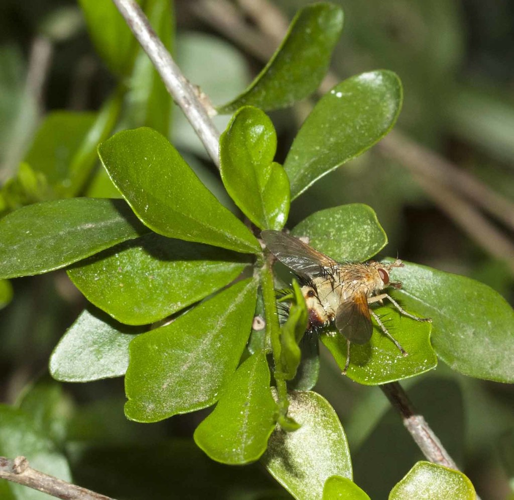 Hedgehog Flies from Southport, Port Shepstone, 4230, South Africa on ...