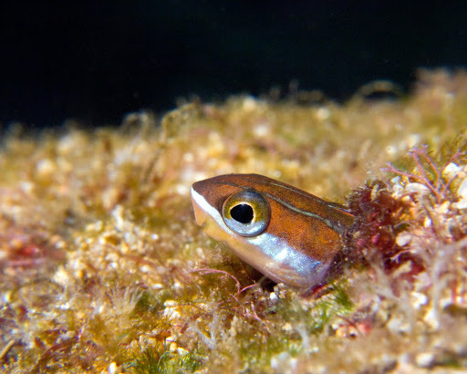 Ewa fangblenny (Endemic Marine Fish of Hawaii) · iNaturalist