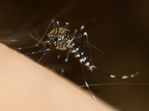 Asian Rock Pool Mosquito (Ochlerotatus japonicus) · iNaturalist