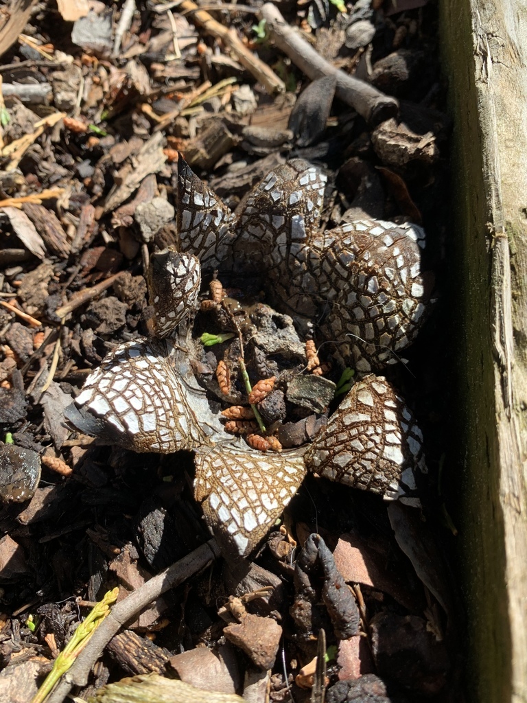 Astraeus pteridis (Del Monte Forest Fungi and Plants) · iNaturalist