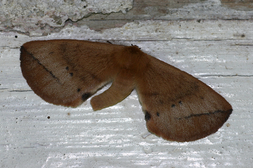 Obtuse Monkey (Phasicnecus obtusus) · iNaturalist