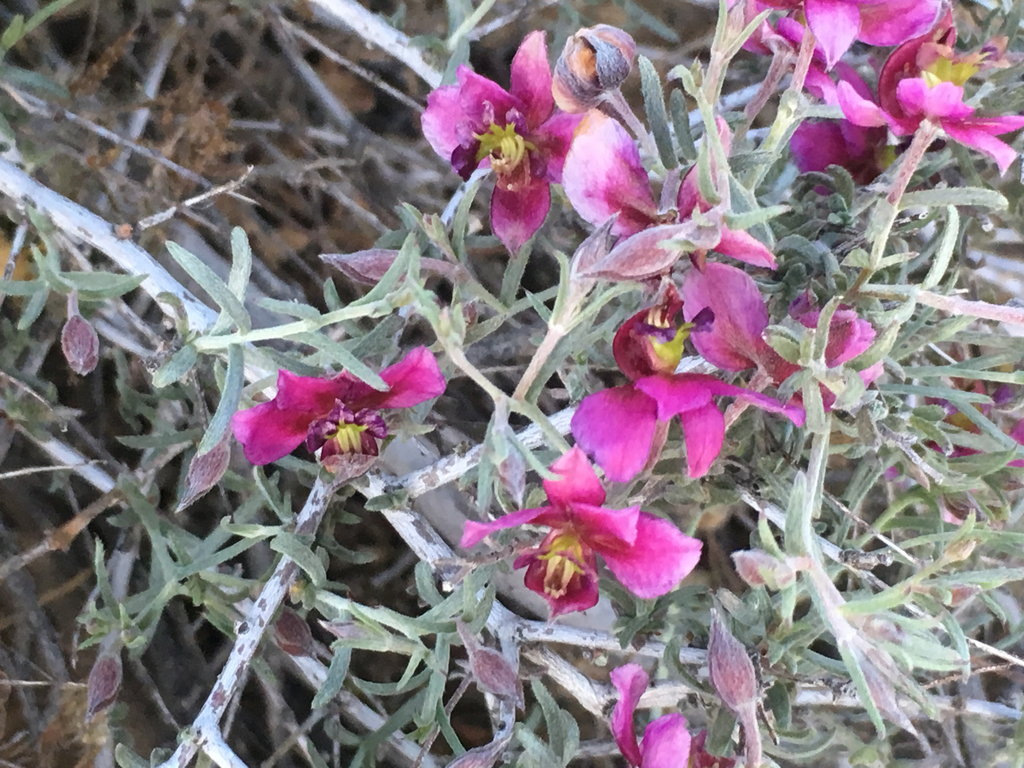 Rhatanies (Krameria) - Botanical Realm