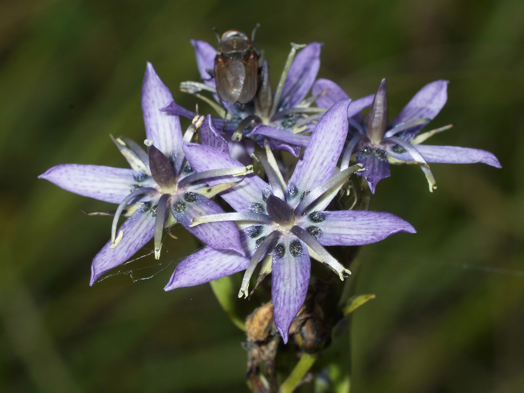 felwort (Denali, July 2023 Adventure) · iNaturalist